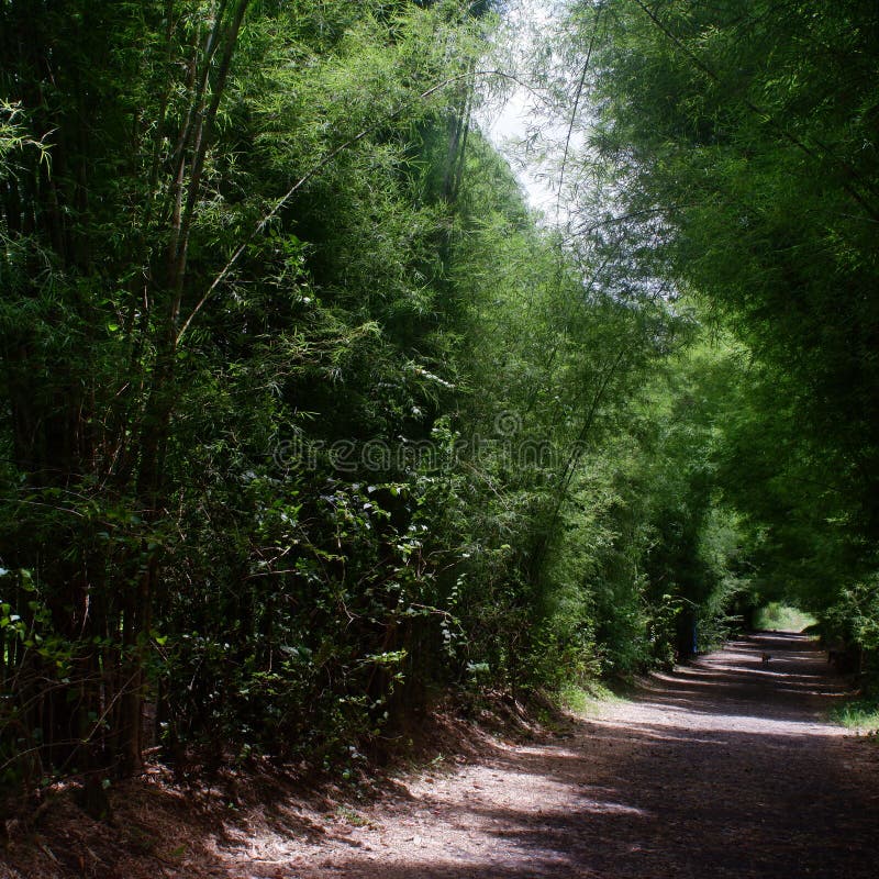 Rows of Bamboo Trees Along Both Sides of a Rough Road in a Rural ...