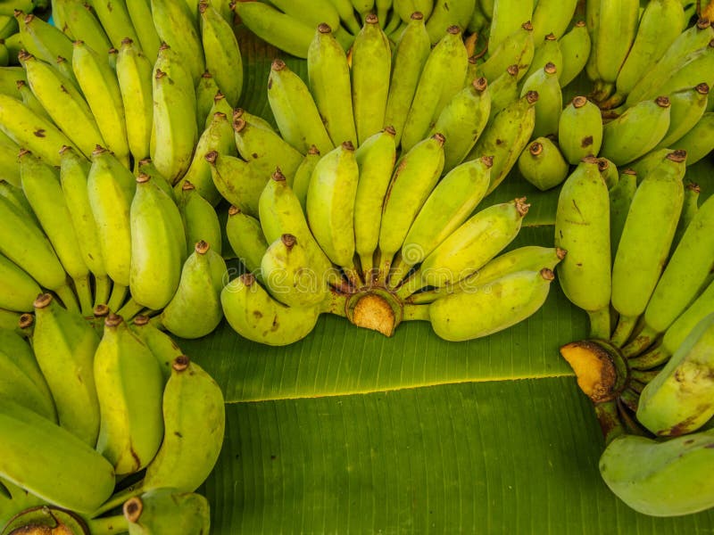 Rows of banana stock image. Image of group, life, heap - 92782653