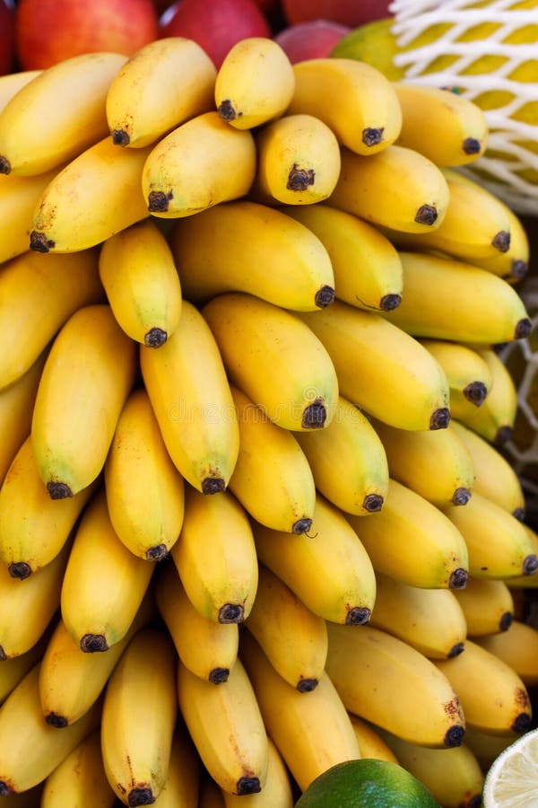 Rows of bananas stock image. Image of fruit, agriculture - 19451809