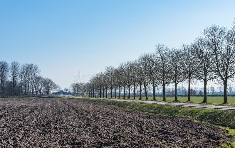 Rows of bare trees stock photo. Image of branch, grass - 30055724