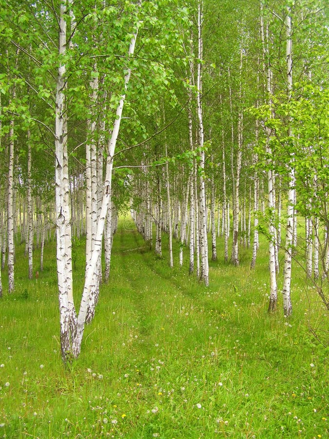 Rows of Birch Trees with Green Grass and Flowers Stock Photo - Image of ...
