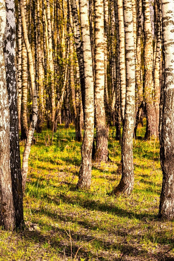 Rows of Birch Trunks with Young Foliage, Illuminated by the Sun at Dusk ...