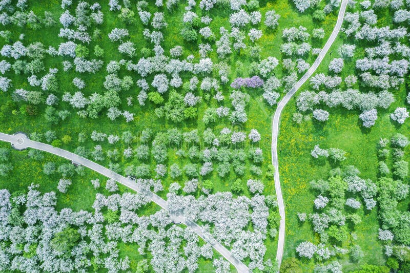 Rows of Blooming Apple Trees in a Spring Orchard. Aerial View Stock ...
