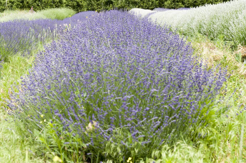 Deep Purple Lavender Plants Stock Photo - Image of plants, horticulture ...