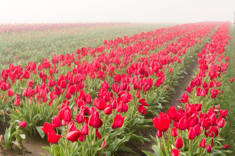 Rows of Blooming Red Tulips Stock Image - Image of field, colorful ...