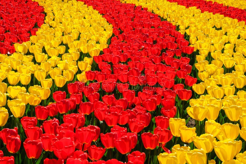 Rows of Blooming Vibrant Colored Yellow and Red Tulips Stock Photo ...