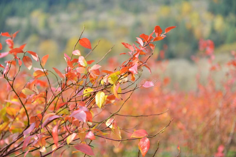 Rows of Blueberry Bushes in Fall Color Stock Photo - Image of blueberry ...