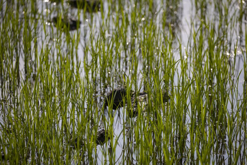 Rows of Bright Green Rice Plants Stand in a Muddy Rice Stock Photo ...
