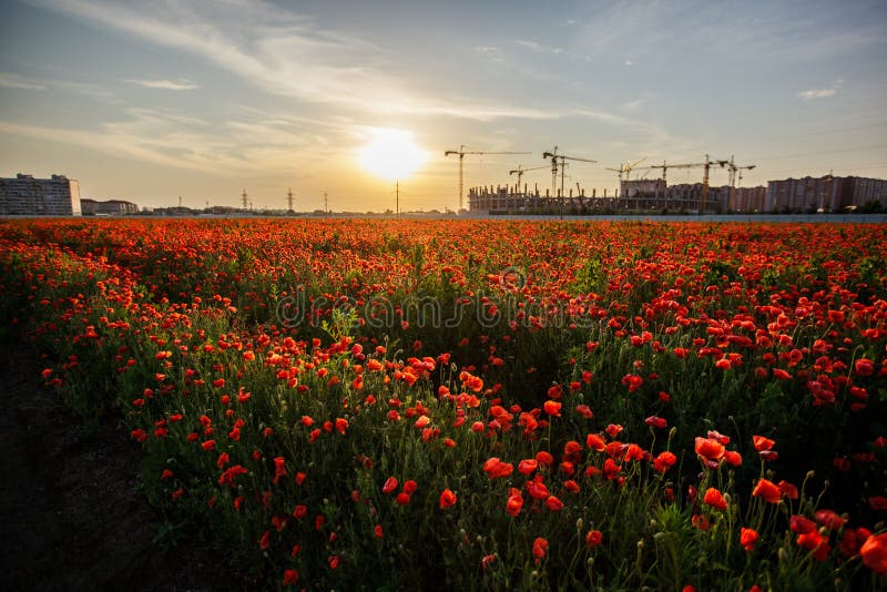 Rows of Bright Red Summer Poppies in a Field Stock Image - Image of ...