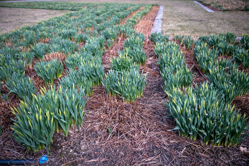 Rows of Budding Green Plants in Garden Field with Dry Mulch on Soil ...