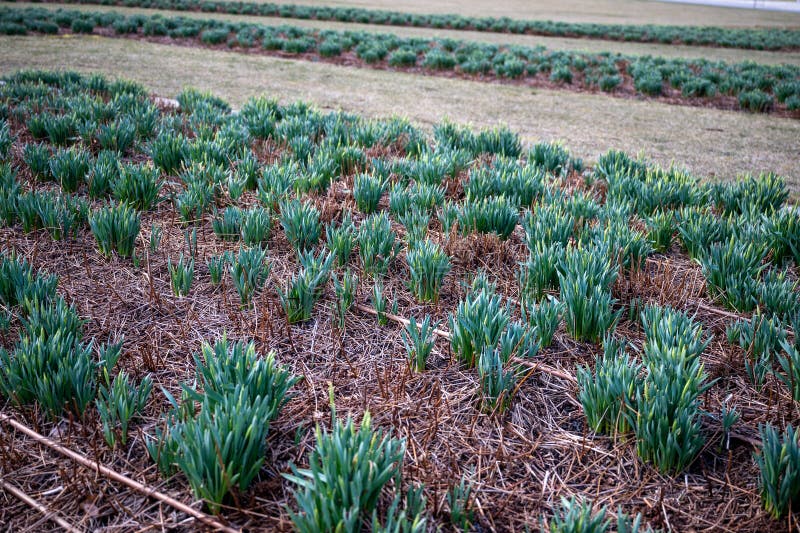 Rows of Budding Green Plants in Garden Field with Dry Mulch on Soil ...
