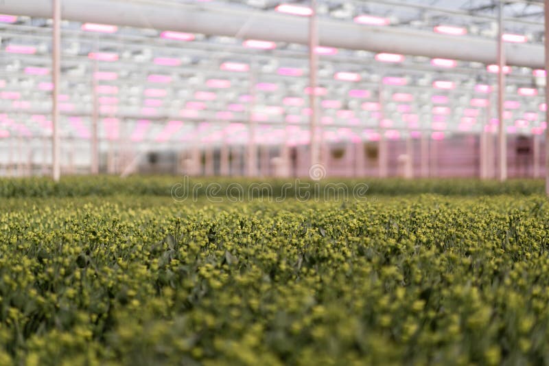 Rows of Budding Plants Under Pink Grow Lights in a Greenhouse Stock ...