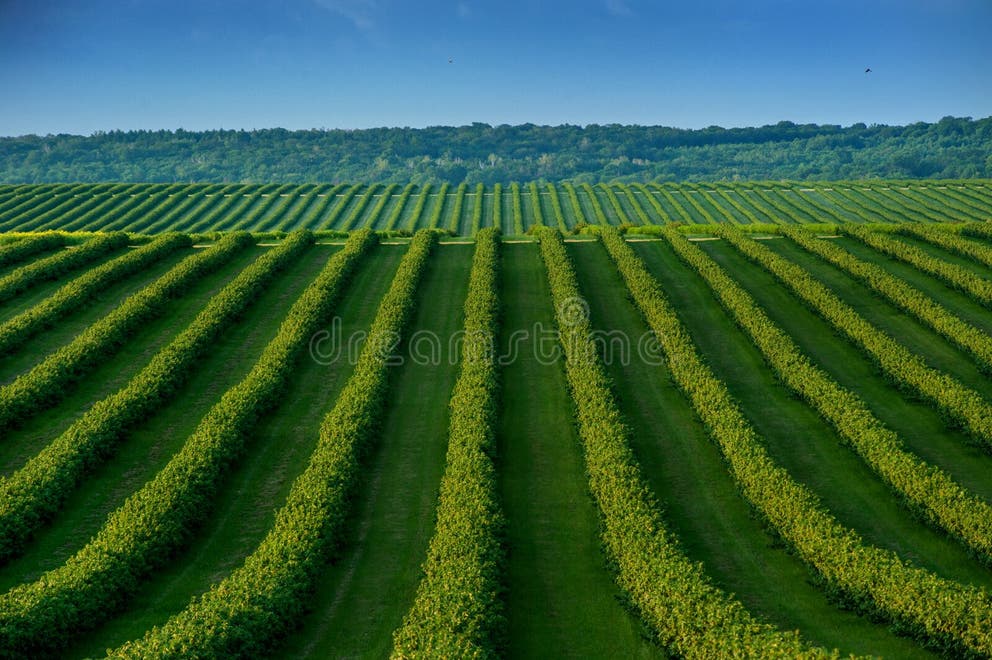 Rows of Bush Currant, Fruit Plantation Stock Photo - Image of cultivate ...