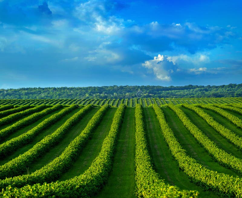 Lines Rows of Bush Currant Plantation in Winter, Aerial View Stock ...