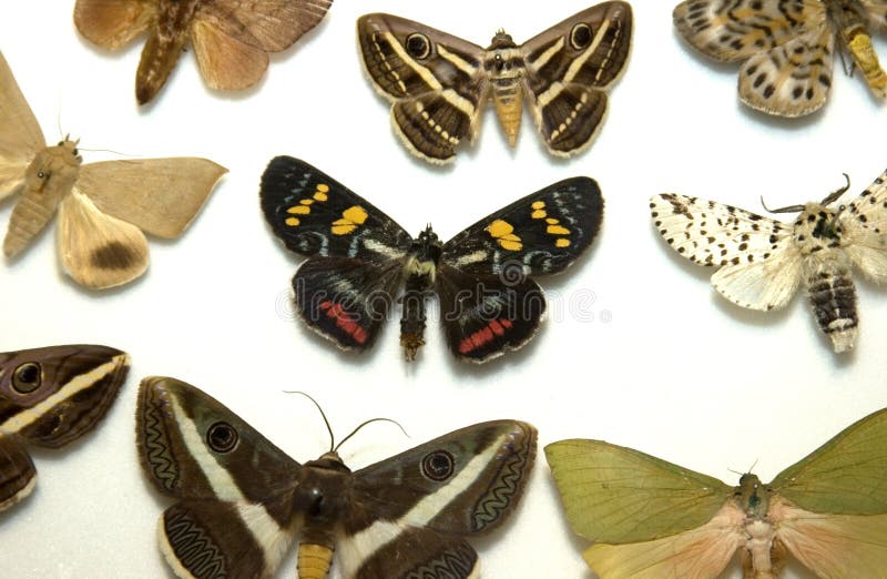 Rows of butterflies stock photo. Image of color, butterfly - 11393078