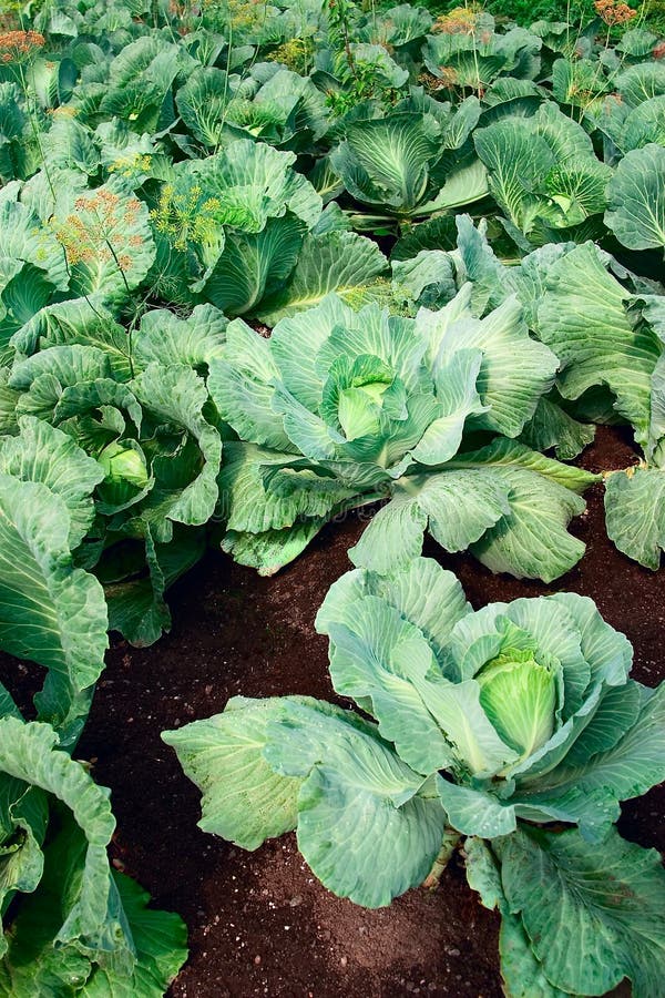 Rows of cabbage stock photo. Image of harvest, farmland - 6570752
