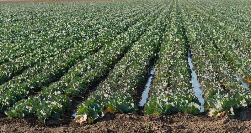 Rows of Cabbage in the Field Stock Photo - Image of harvest, outdoor ...