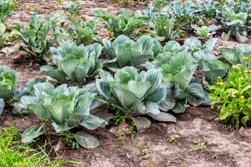 Rows of Cabbage in the Garden, Growing Cabbage Stock Image - Image of ...