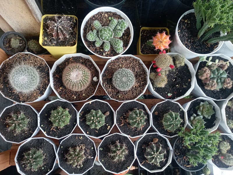 Rows of Cacti in Various Pots on the Balcony of the House Stock Image ...