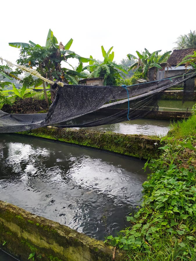 Rows of Catfish Ponds on the Farm Stock Image - Image of catfish ...