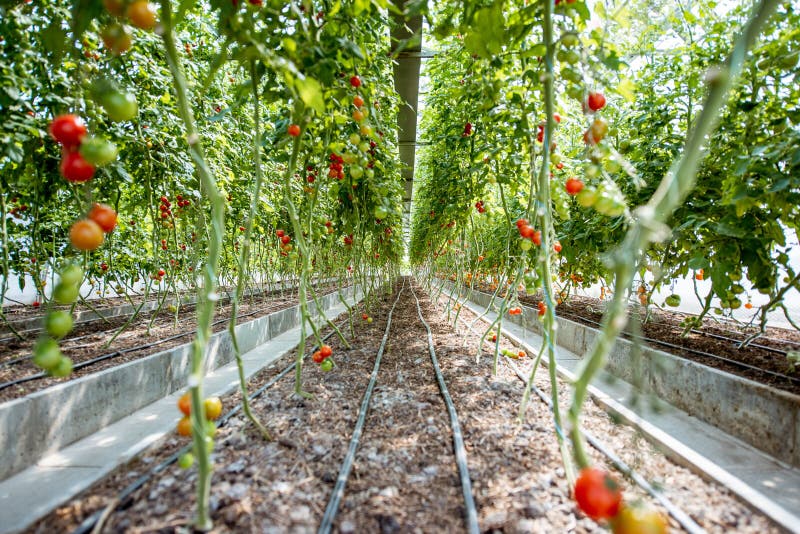 Rows with Cherry Tomatoes on the Farm Stock Photo - Image of natural ...