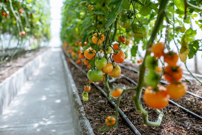 Rows with Cherry Tomatoes on the Farm Stock Photo - Image of growing ...