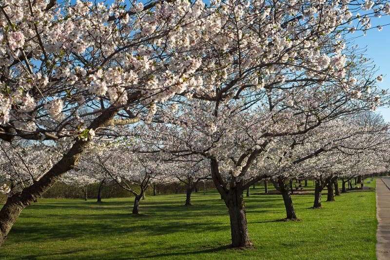 Rows of Cherry Trees in Morning Light Stock Image - Image of trees ...