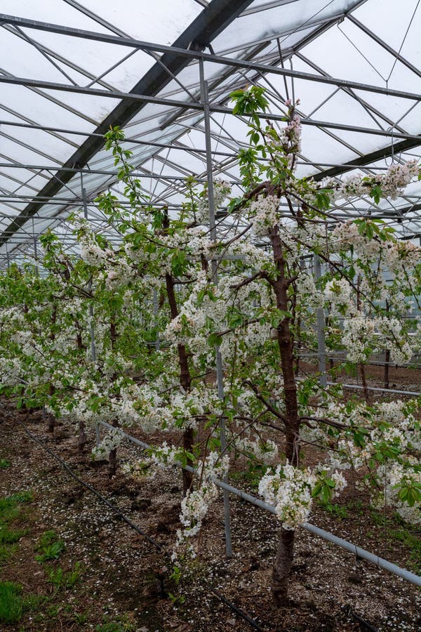 Rows of Cherry Trees with White Blossom in Fruit Orchard with ...