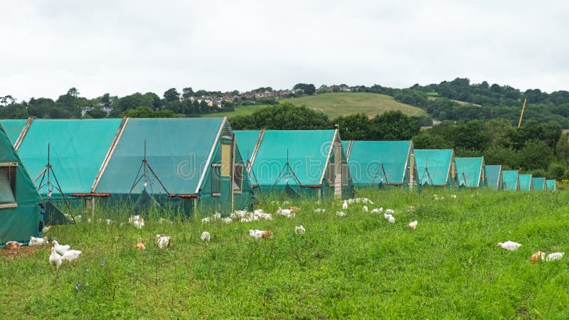 Rows of Chicken Shacks in Southern England Stock Image - Image of fowl ...