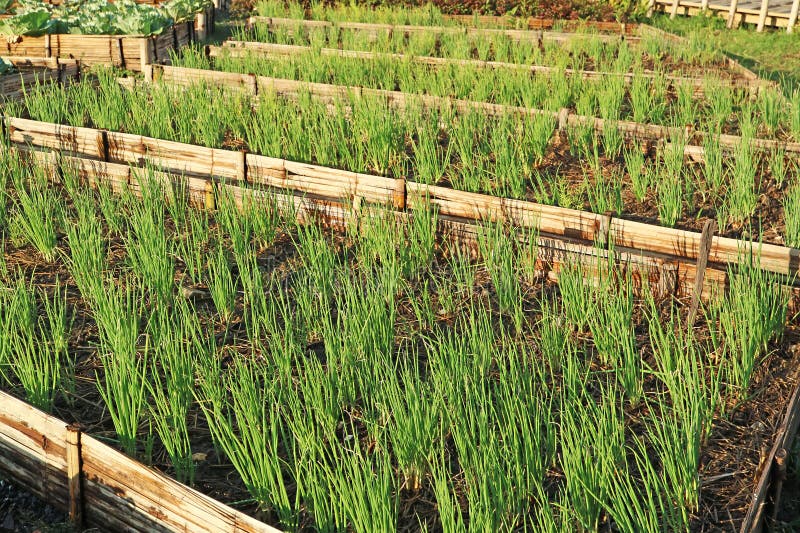 Rows of Chives Growing in Home Garden Stock Photo - Image of vegetarian ...