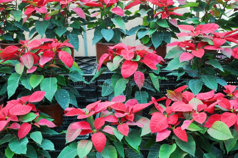 Christmas rose background stock image. Image of plant - 12101487