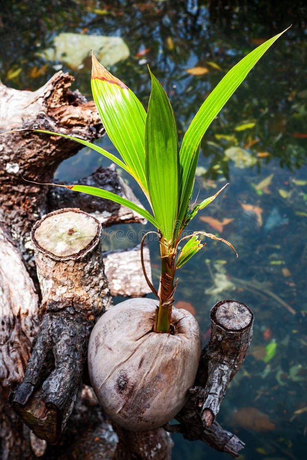 Rows of Coconut Seedlings Ready for Planting Stock Photo - Image of ...