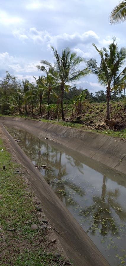 Rows of Coconut Trees on the Edge of the Water Channel Stock Photo ...