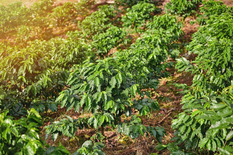 Rows of Coffee Tree on Plantation Stock Photo - Image of crop ...