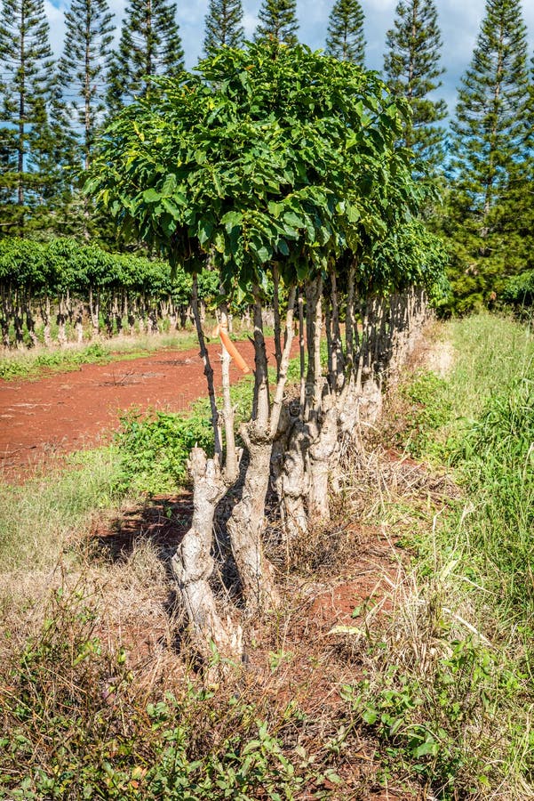 Rows of Coffee Trees on Oahu, Hawaii Stock Photo - Image of arabica ...