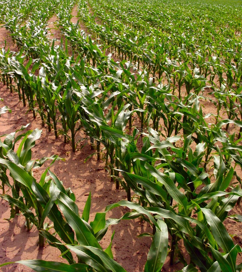 Rows of Corn stock photo. Image of central, rossville, farm - 10470
