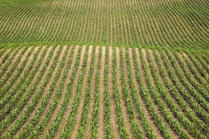 Rows of Corn stock photo. Image of agricultural, landscape - 29393184