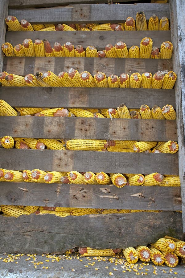 Rows of corn cobs stock photo. Image of corn, outdoors - 35354316