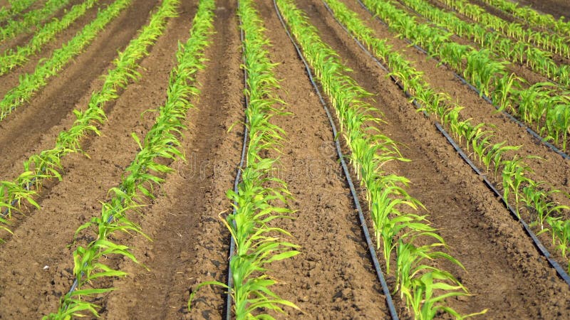 Rows of Corn. Corn Sway in the Wind. Agricultural Scene with Corn ...