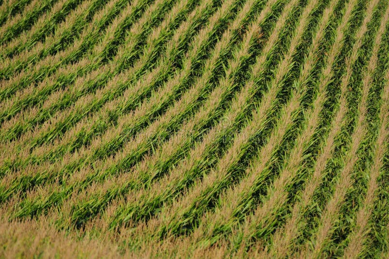 Rows of Corn on a Farm for Harvesting Stock Photo - Image of ...
