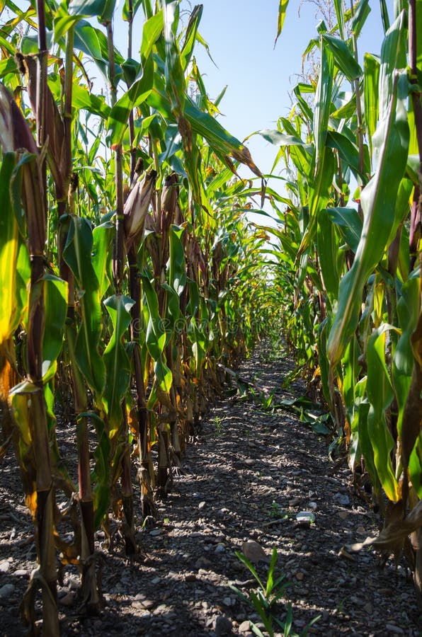 Corn Field Rows Stock Photos - Download 3,340 Royalty Free Photos