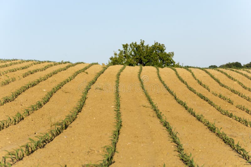 Rows of Corn on a Field in a Sunset Stock Photo - Image of environment ...