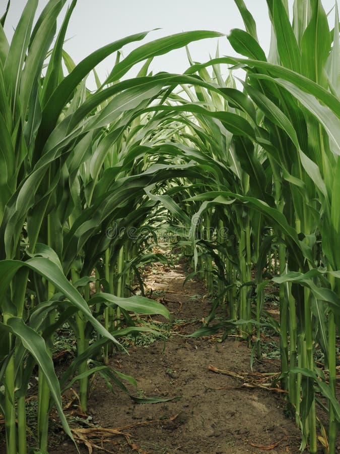 Rows of Corn in the Field. Vitality Corn Stock Image - Image of full ...