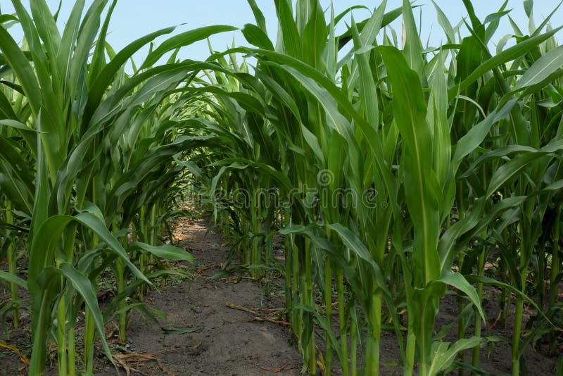Rows Of Corn In The Field. Vitality Corn Stock Image - Image of full ...
