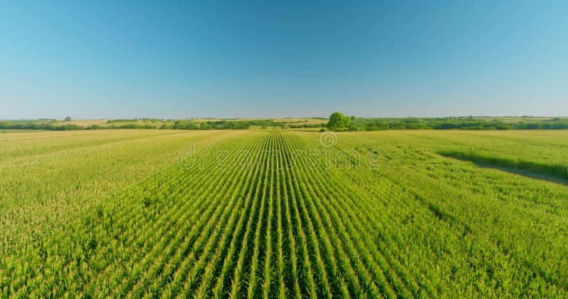 Rows of Corn Going Off into the Distance. the Camera Moves from Left To ...