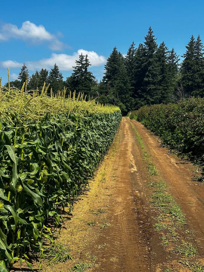 Corn and Raspberry Crops on a Farm Stock Image - Image of people ...