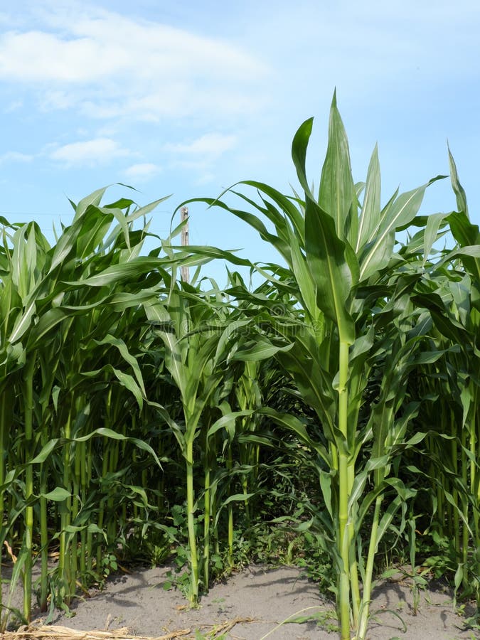 Rows of Corn in a Home Garden Stock Image - Image of environment, dirt ...