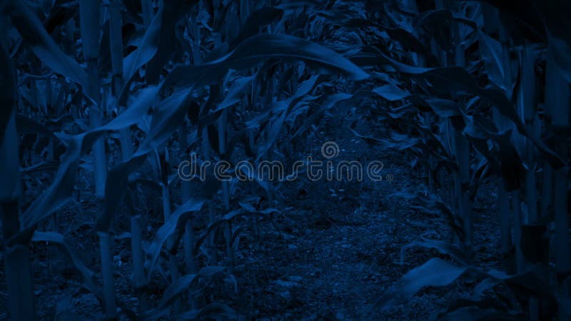 Rows of Corn at Night Low Angle Stock Video - Video of crop, track ...