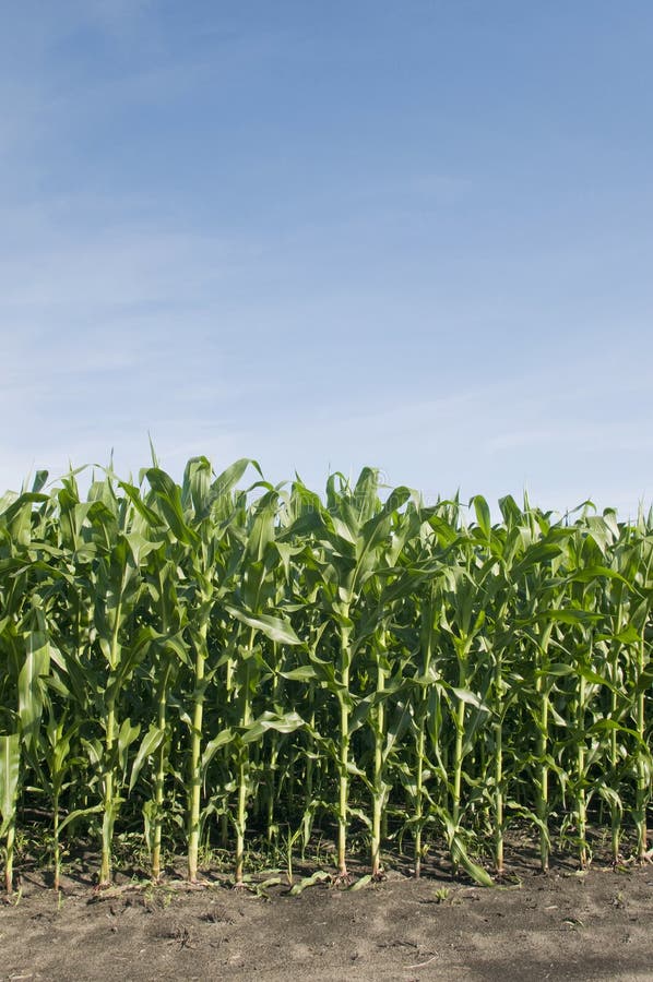 Rows of corn plants stock image. Image of farming, farmland - 10047135