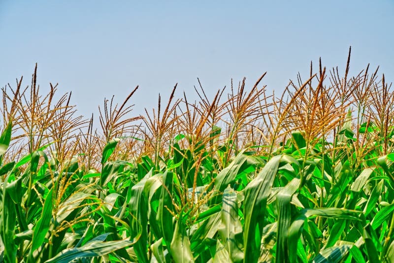 Landscape Image Rows of Corn Plants, Side View Rows of Corn Plants ...